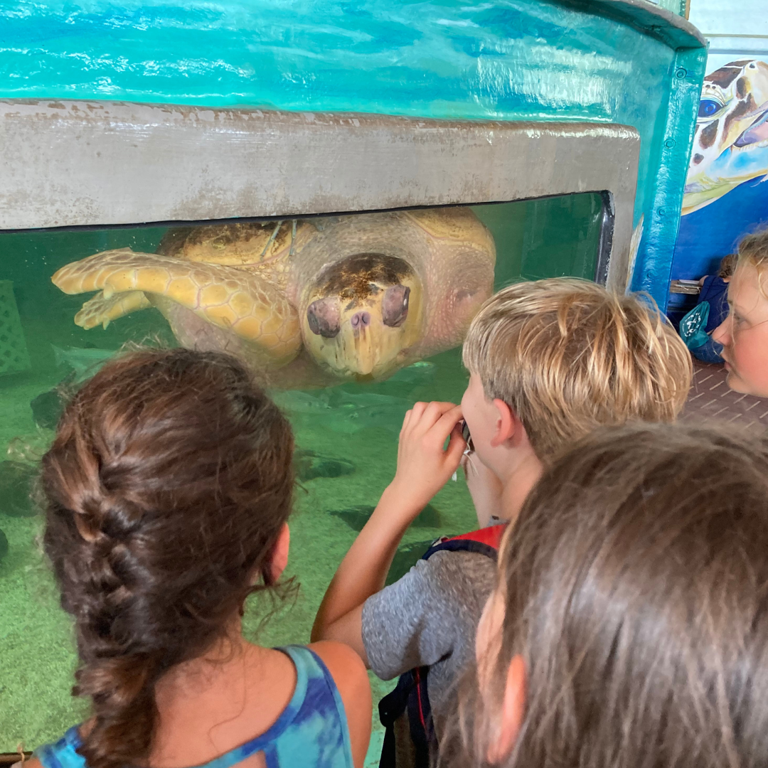Become A Member | Sea Turtle Inc – Sea Turtle, Inc.