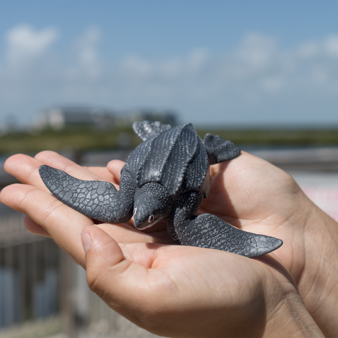 Leatherback Sea Turtle Baby – Sea Turtle, Inc.