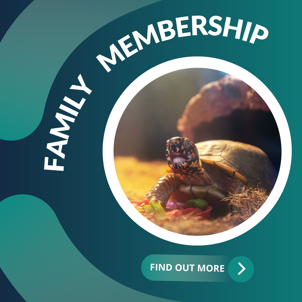 Family Membership- 4 Inviduals – Sea Turtle, Inc.
