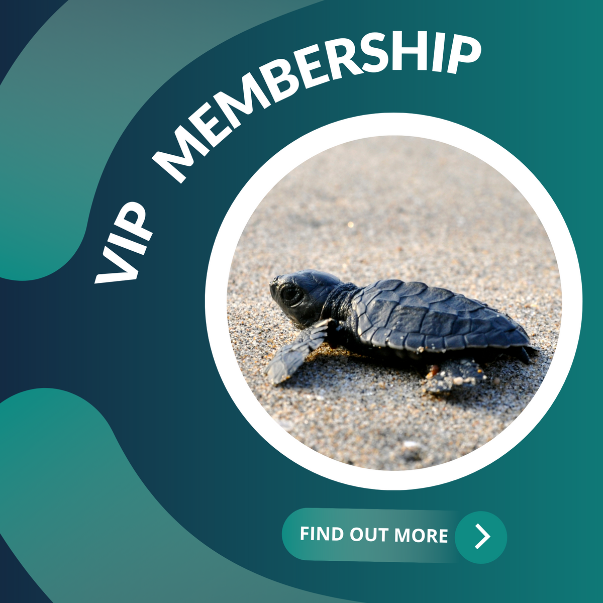 VIP Membership – Sea Turtle, Inc.